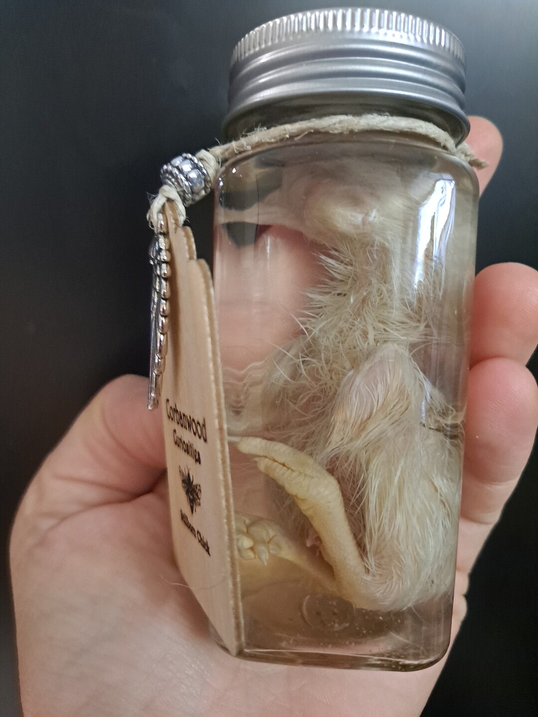 Stillborn Chicken Chick Wet Specimen - Etsy