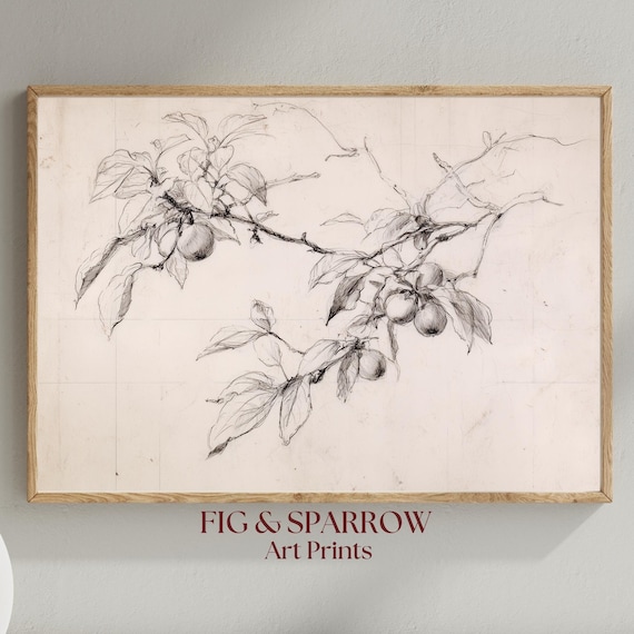 Fruit Tree Drawing Sketch