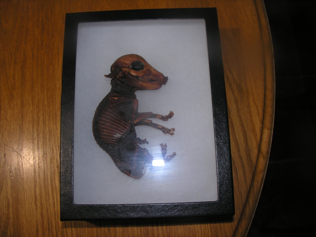 New Mummified/preserved Fetal Piglet in Classic Riker Box - Etsy