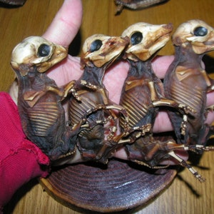 The fantastic Four Mummified & Preserved Fetal Piglets - Etsy