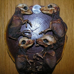 The fantastic Four Mummified & Preserved Fetal Piglets - Etsy