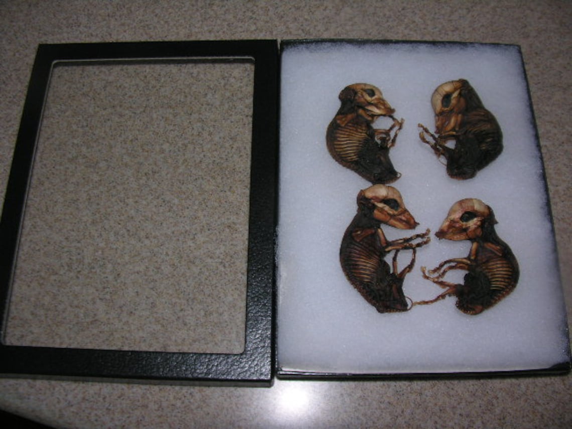 Four Mummified/preserved Fetal Piglets Displayed in Riker Box - Etsy