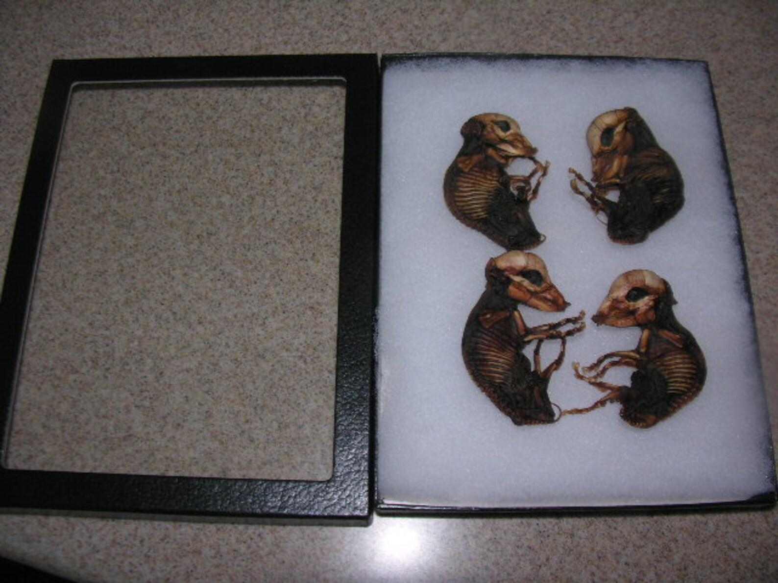 Four mummified/Preserved Fetal Piglets Displayed In Riker Box | Etsy