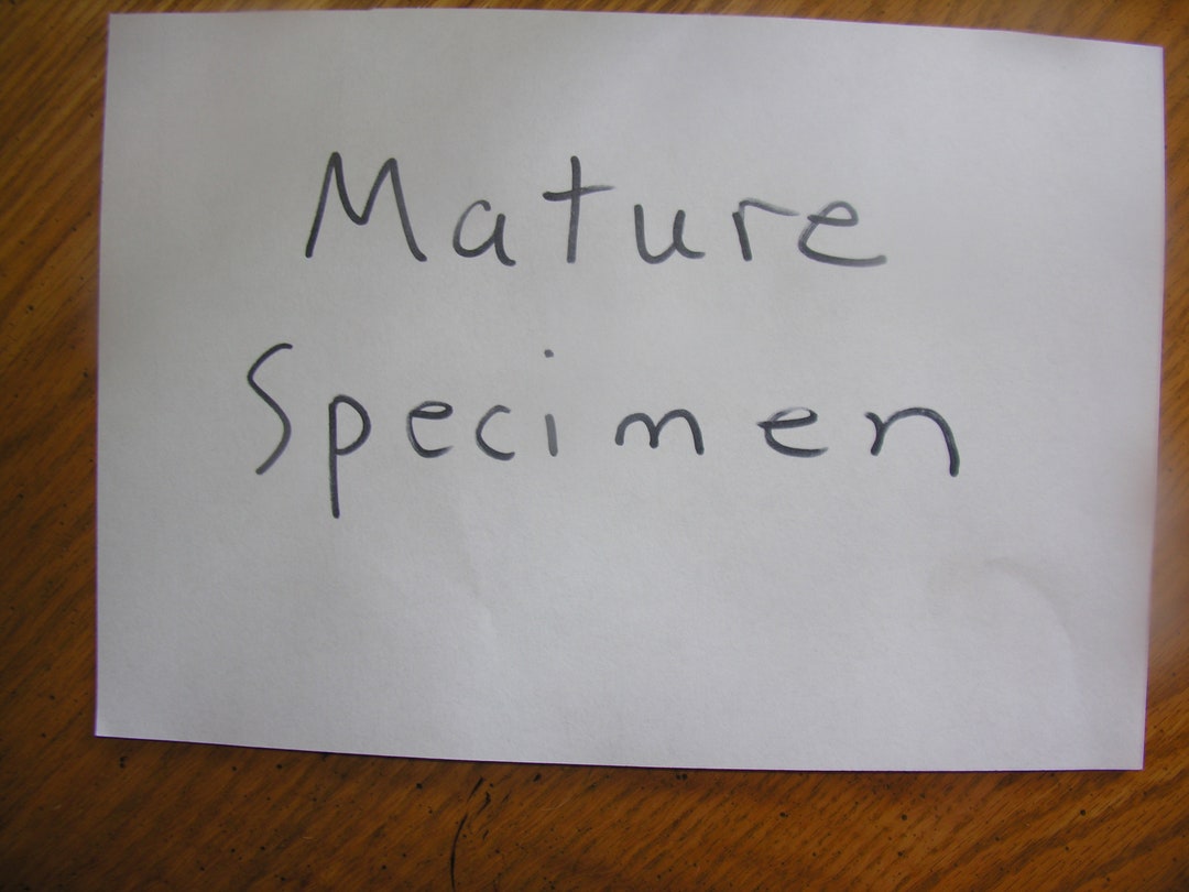 Preserved Fetal Piglet in Animal Specimen Jar - Etsy