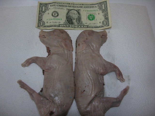 Beautiful Symmetry Bisected wet Fetal Piglet - Etsy