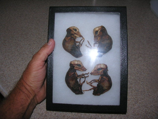 Four Mummified/preserved Fetal Piglets Displayed in Riker Box - Etsy