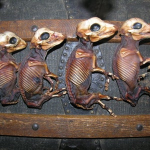 The fantastic Four Mummified & Preserved Fetal Piglets - Etsy
