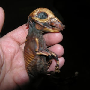 Petrified/mummified/preserved Fetal Piglet - Etsy