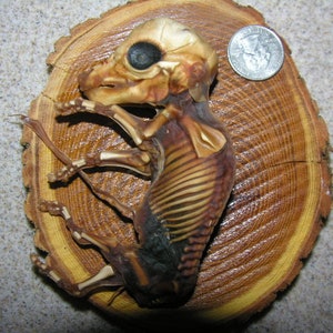 Petrified/mummified/preserved Fetal Piglet - Etsy