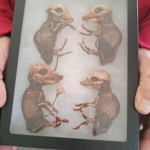 Four Mummified/preserved Fetal Piglets Displayed in Riker Box - Etsy