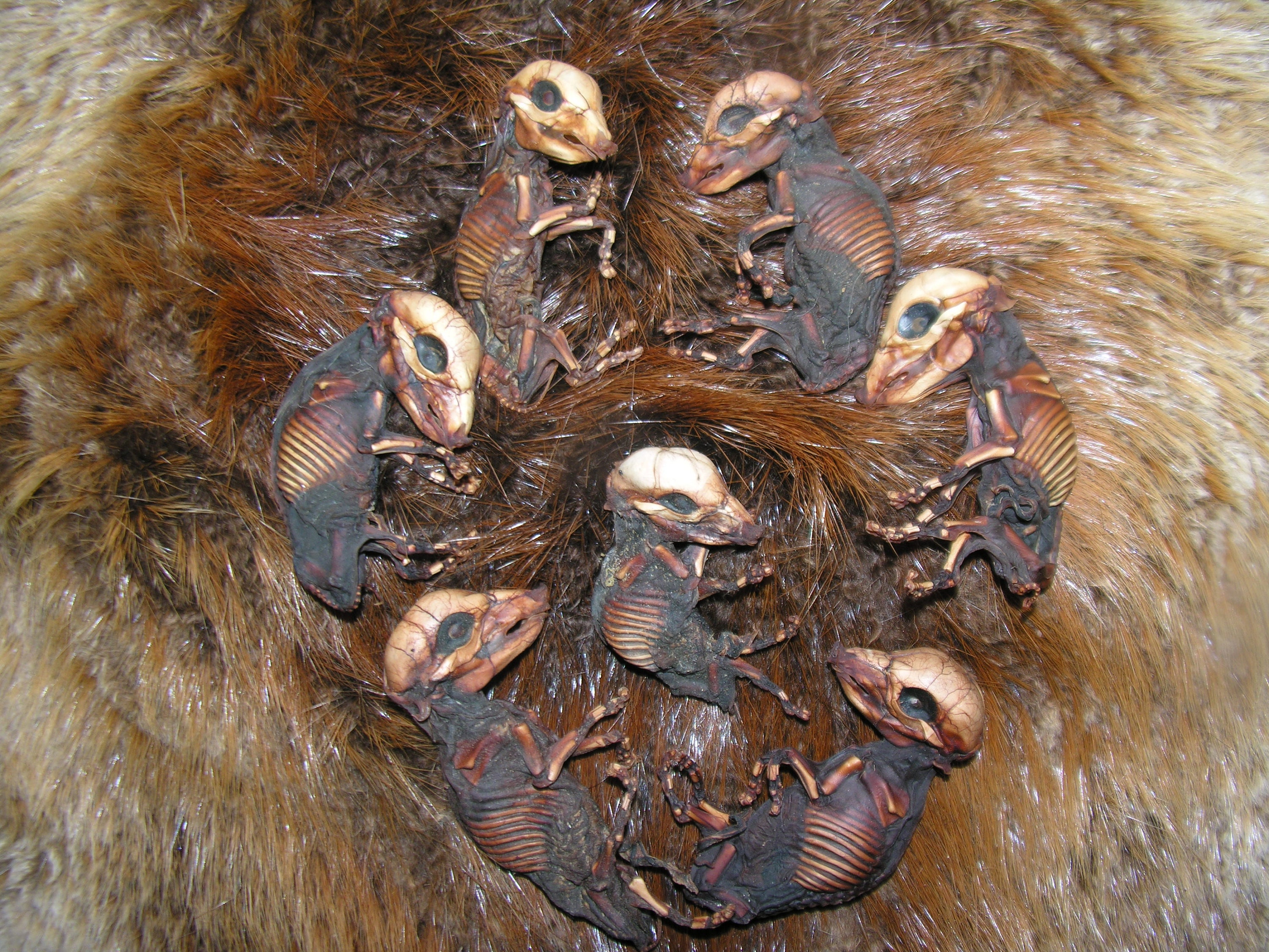 Magnificent Seven Preserved/mummified Fetal Pigs - Etsy