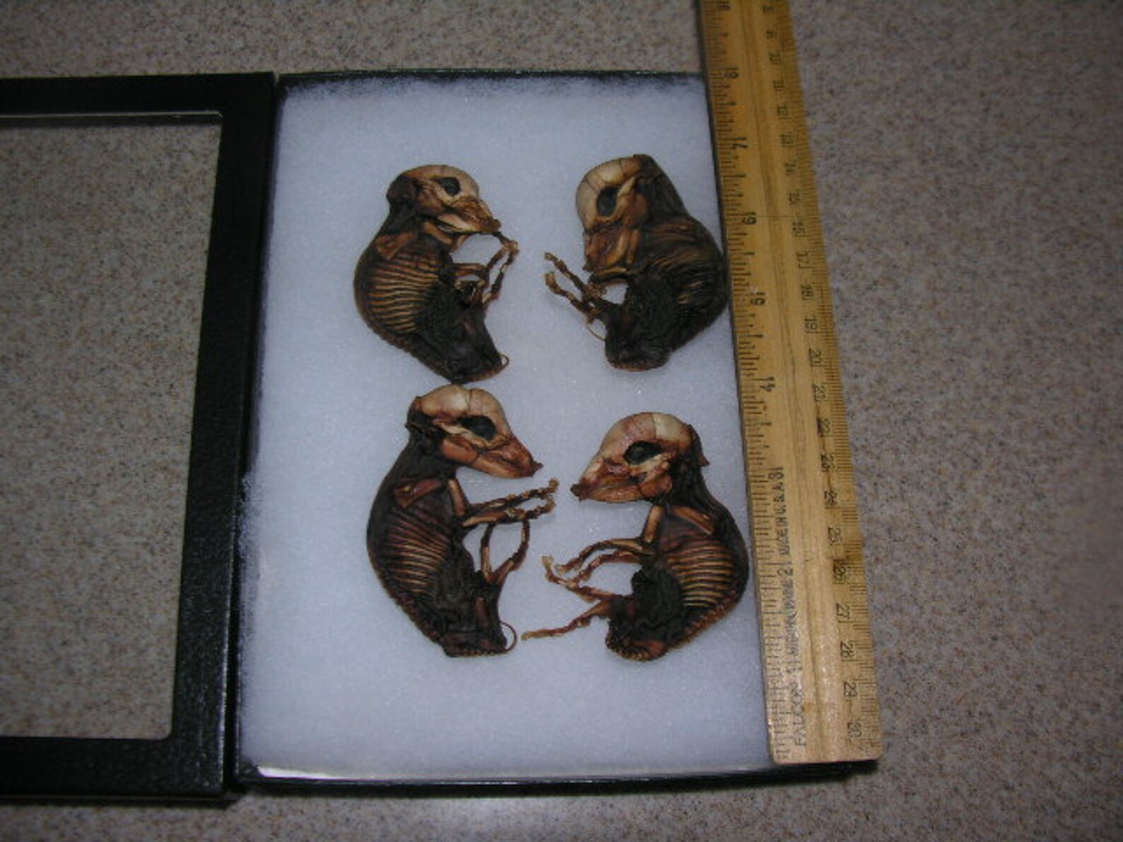 Four Mummified/preserved Fetal Piglets Displayed in Riker Box - Etsy