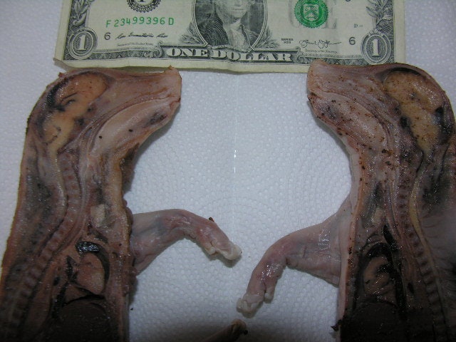 Beautiful Symmetry Bisected "wet" Fetal Piglet - Etsy