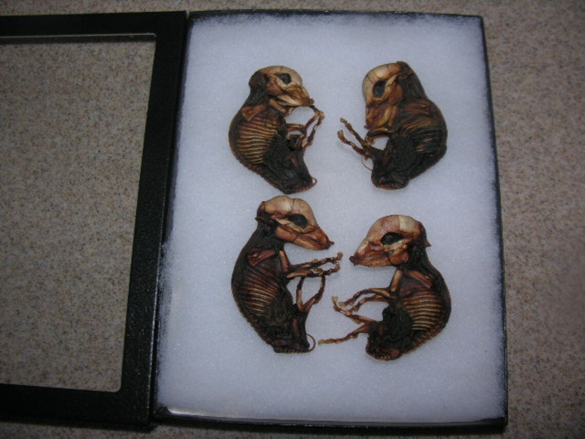 Four Mummified/preserved Fetal Piglets Displayed in Riker Box - Etsy