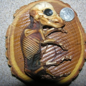 Petrified/mummified/preserved Fetal Piglet - Etsy
