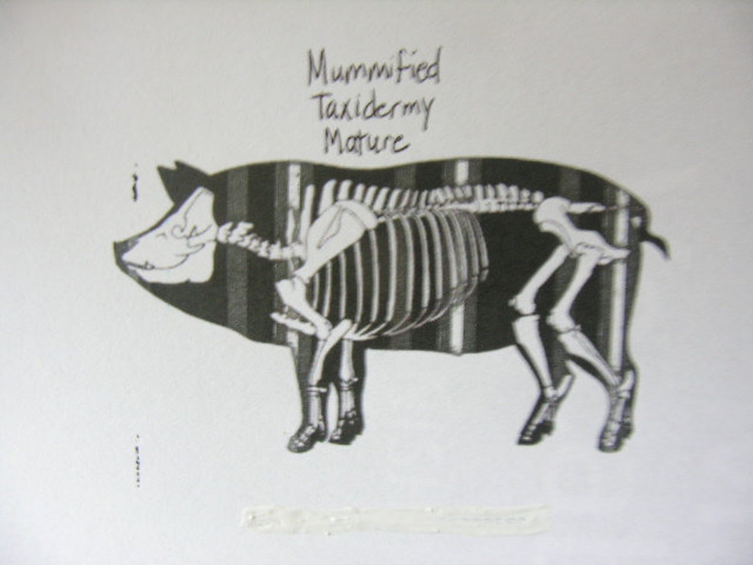 Petrified/mummified/preserved Fetal Piglet - Etsy