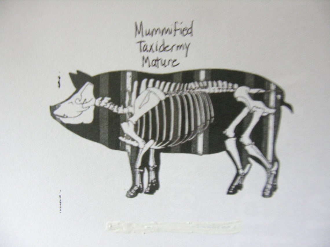 Petrified/Mummified/Preserved Fetal Piglet | Etsy