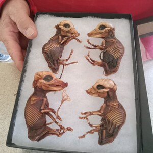 Four Mummified/preserved Fetal Piglets Displayed in Riker Box - Etsy
