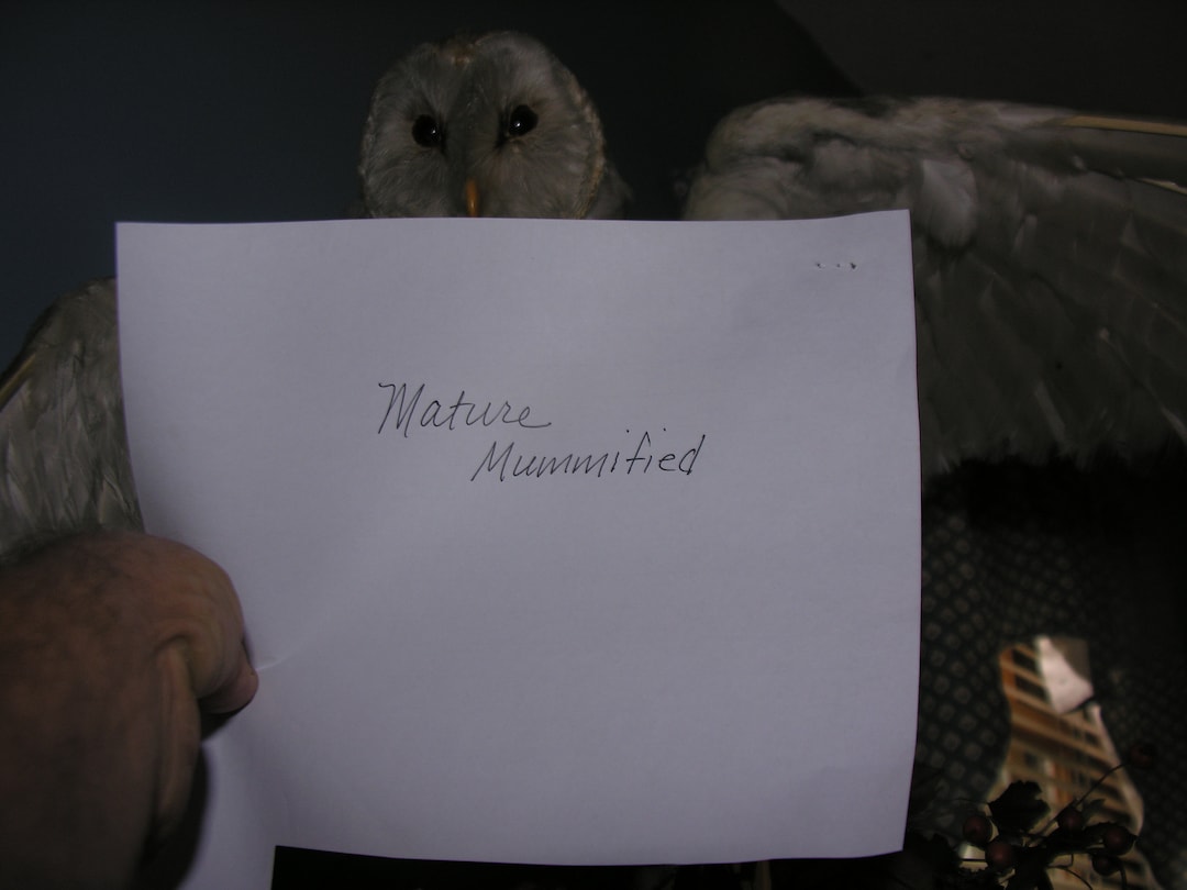 Magnificent Seven Preserved/mummified Fetal Pigs - Etsy