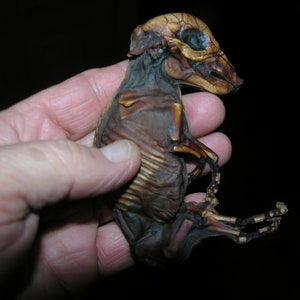 Petrified/mummified/preserved Fetal Piglet - Etsy