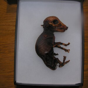 New Mummified/preserved Fetal Piglet in Classic Riker Box - Etsy