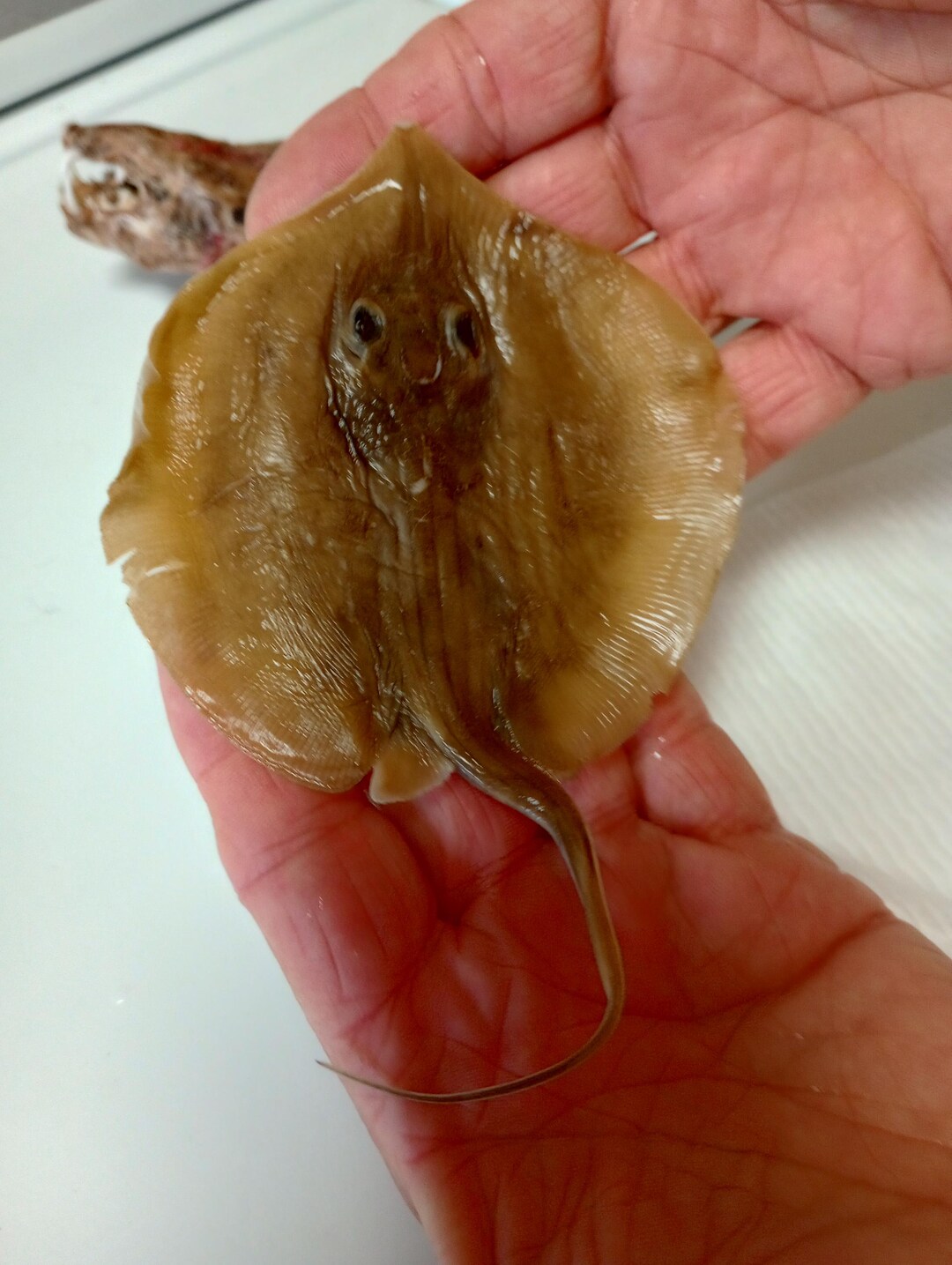 Cute STINGRAY (fish) Wet Specimen - Etsy