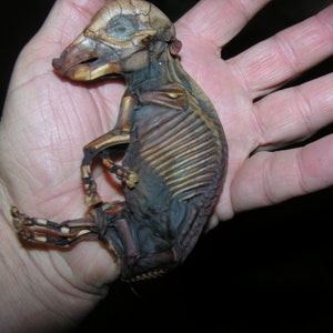 Petrified/mummified/preserved Fetal Piglet - Etsy
