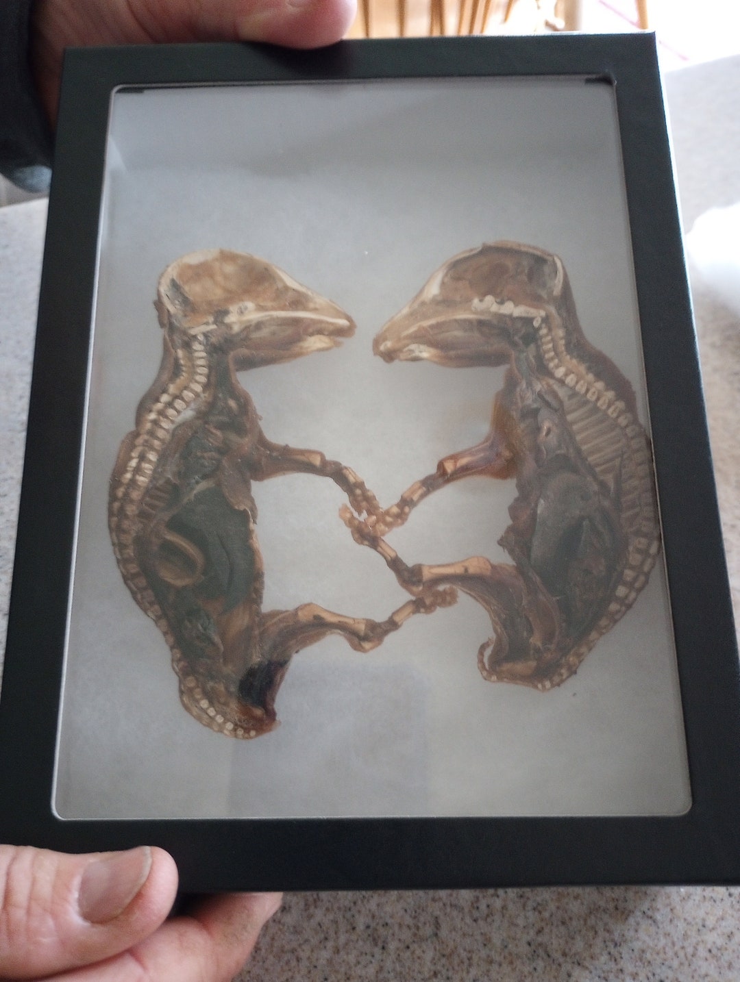 Ah Symmetry Beautifully Displayed Bisected Fetal Pig. A Left and a ...