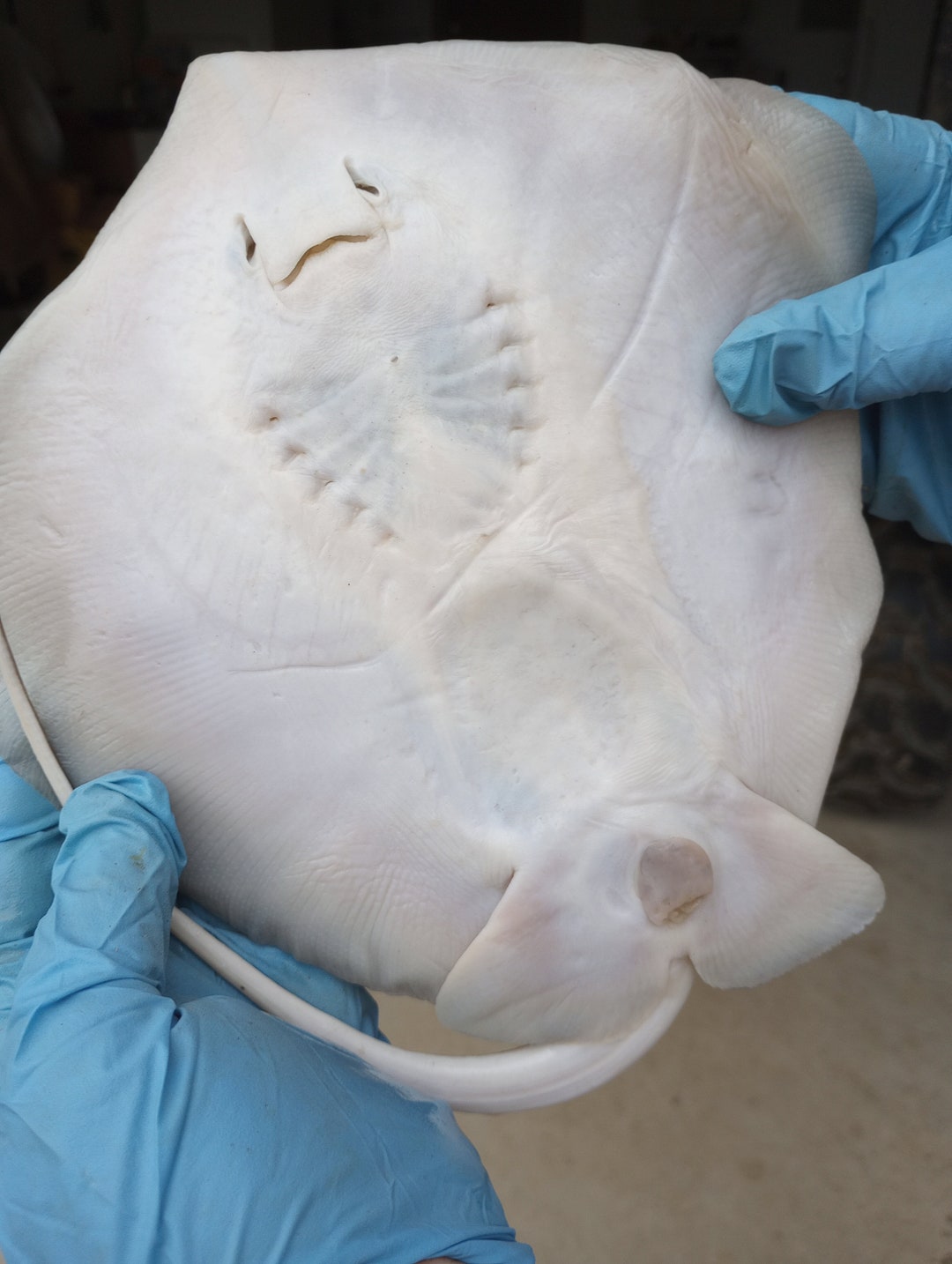 There Back! Large Stingray Wet Specimen. What a Smile! - Etsy