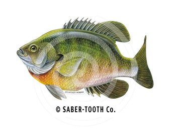 Bluegill Fish Decal Sticker | Etsy