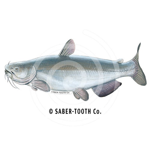 Mean Angry Catfish Fish Over Crossed Fish Hooks Vinyl Decal - Etsy