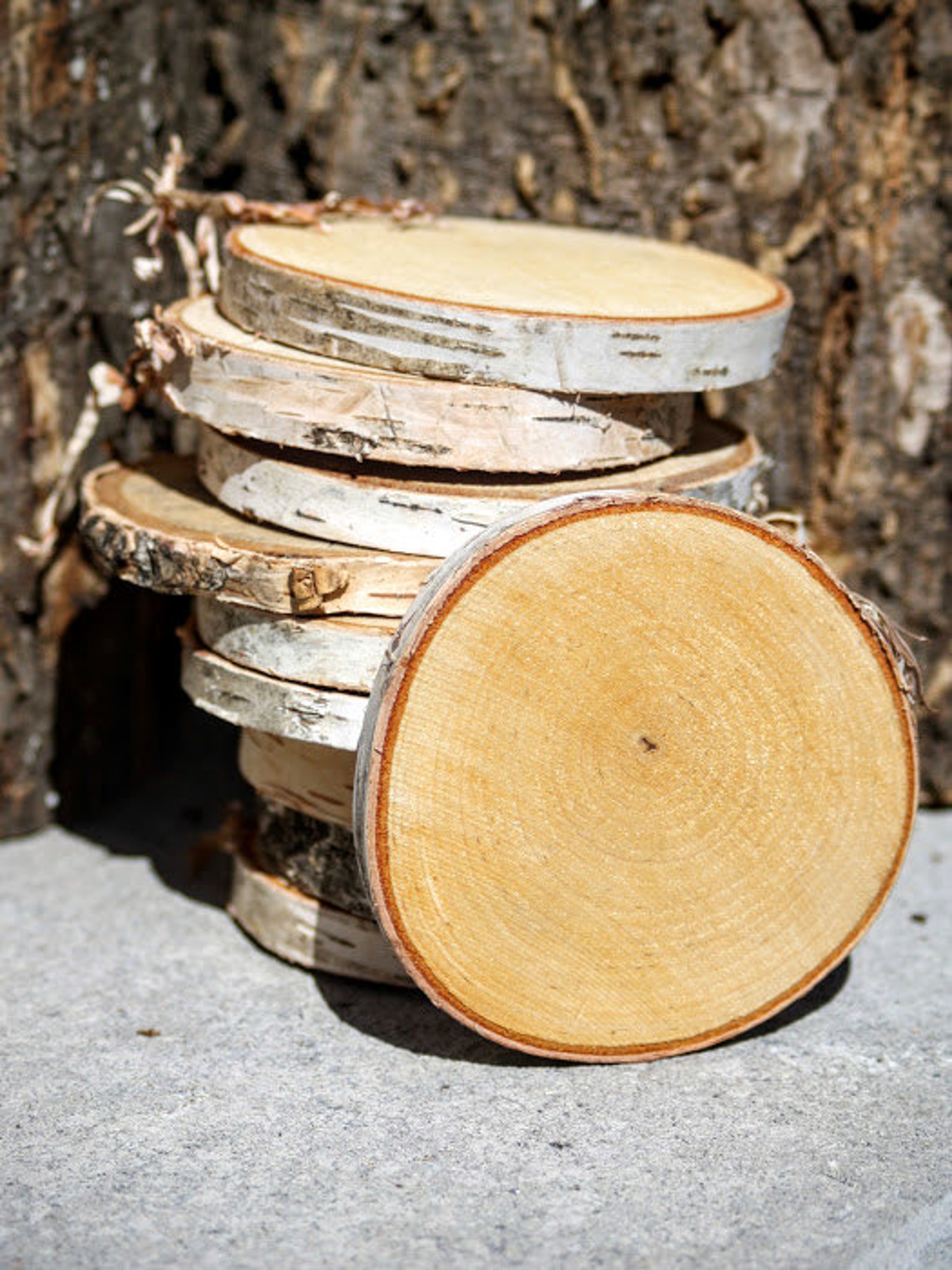 Birch Log Slices Birch Wood Slices Birch Craft Wood Wood Slices Tree ...