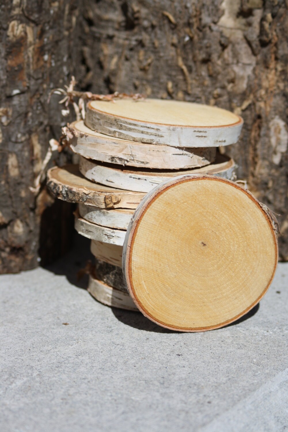 Birch Log Slices - Birch Wood Slices - Birch Craft Wood - Wood Slices ...