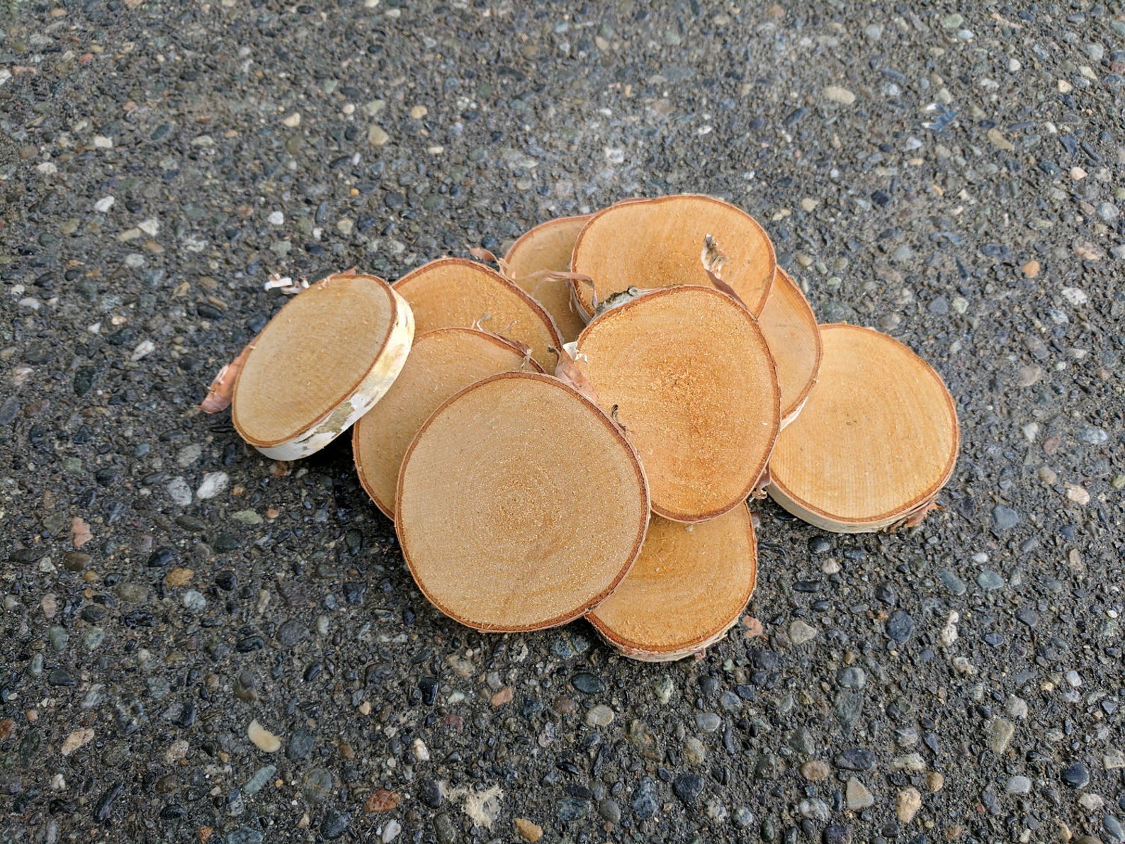 Birch Log Slices - Birch Wood Slices - Birch Craft Wood - Wood Slices ...