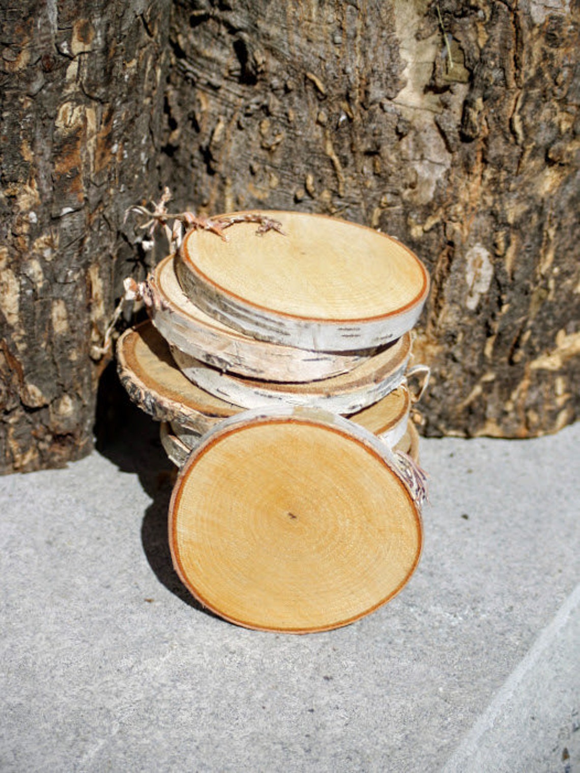 Birch Log Slices Birch Wood Slices Birch Craft Wood Wood Slices Tree ...