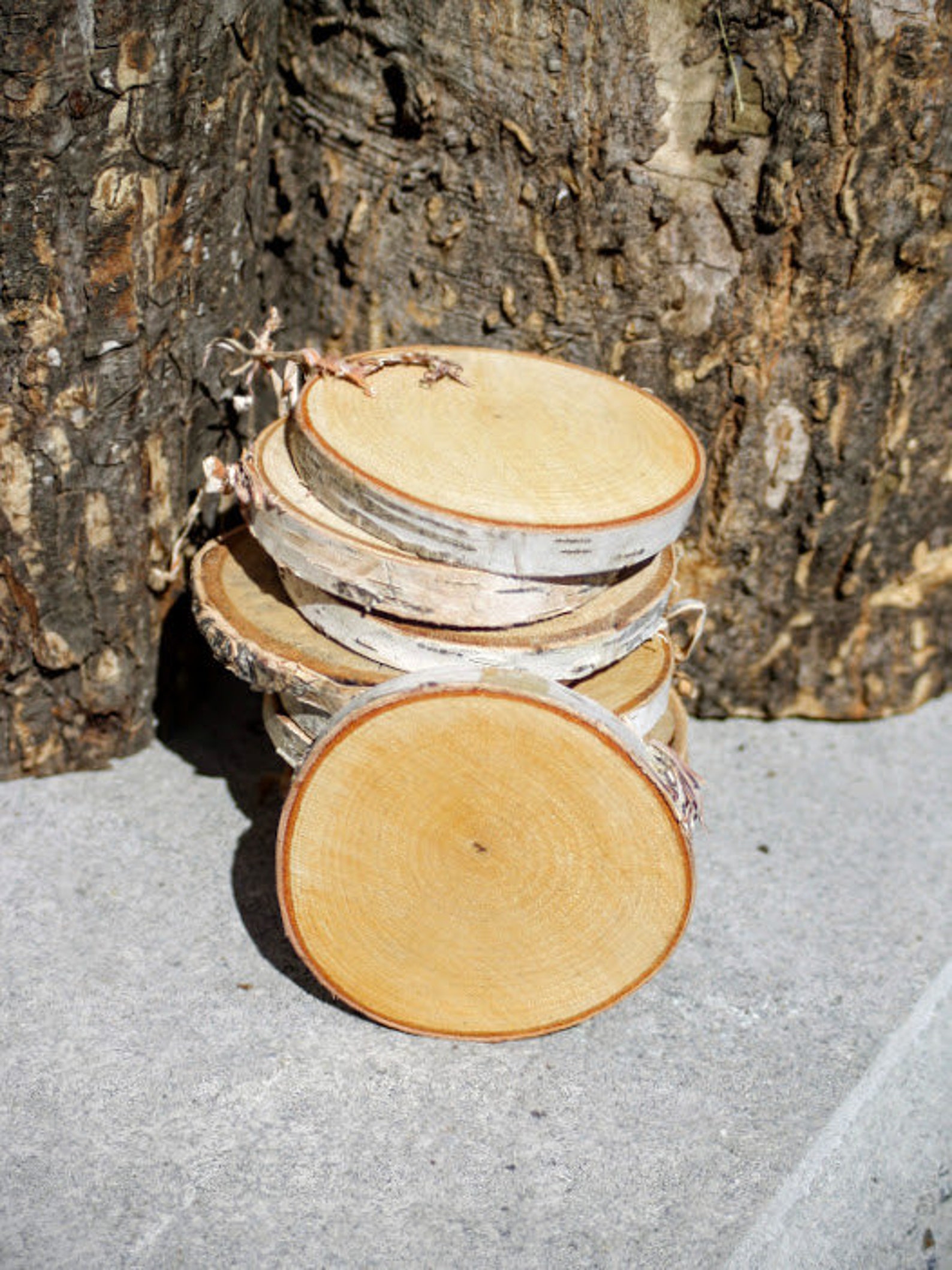 Birch Log Slices - Birch Wood Slices - Birch Craft Wood - Wood Slices ...