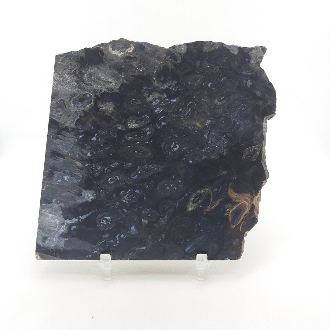 Indonesian Palm Root, Petrified, Indonesia, Slab, High Grade, Cabbing ...