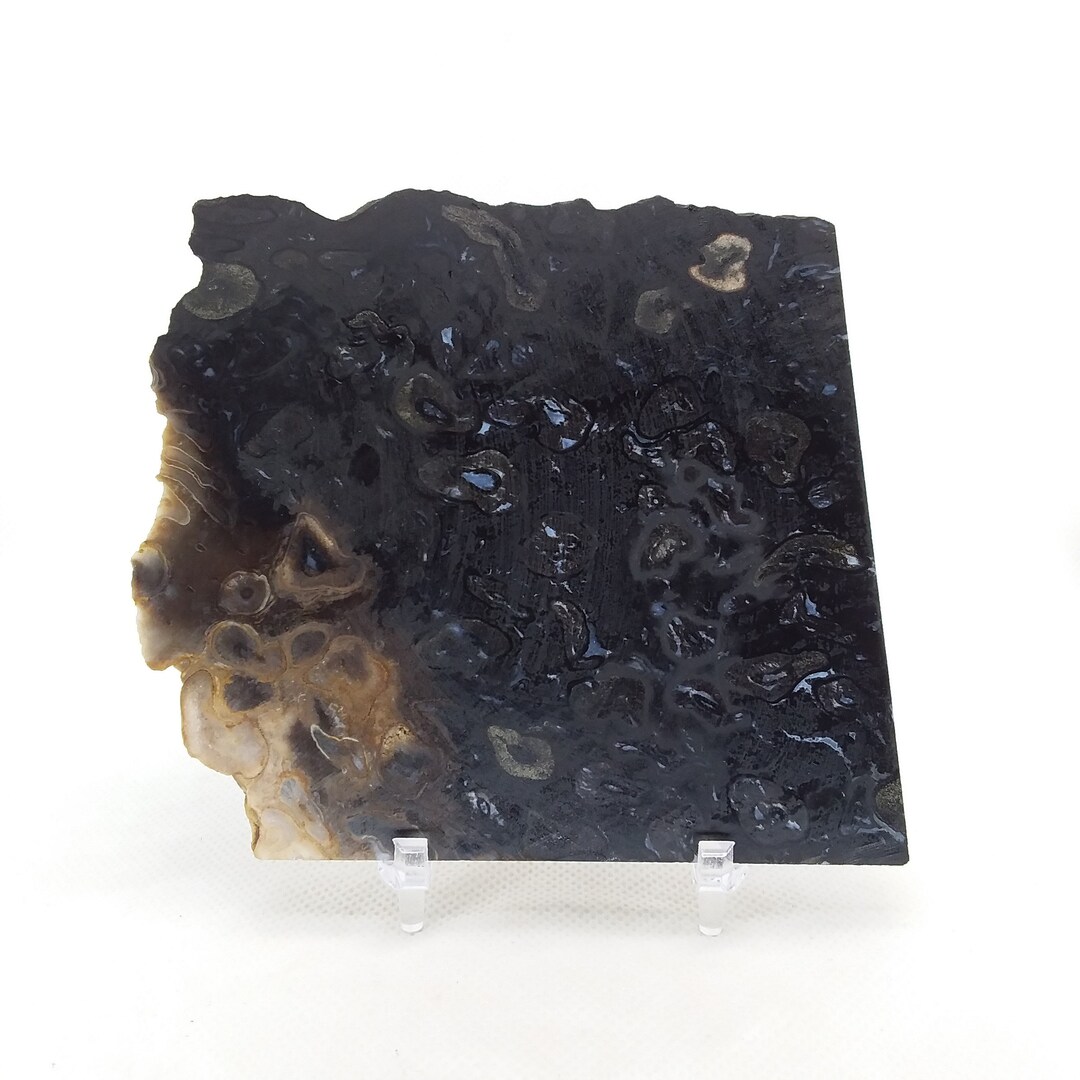 Indonesian Palm Root, Petrified, Indonesia, Slab, High Grade, Cabbing ...