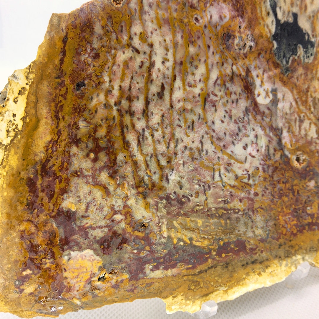 Indonesian Palm Wood, Petrified, Indonesia, Slab, High Grade, Cabbing ...