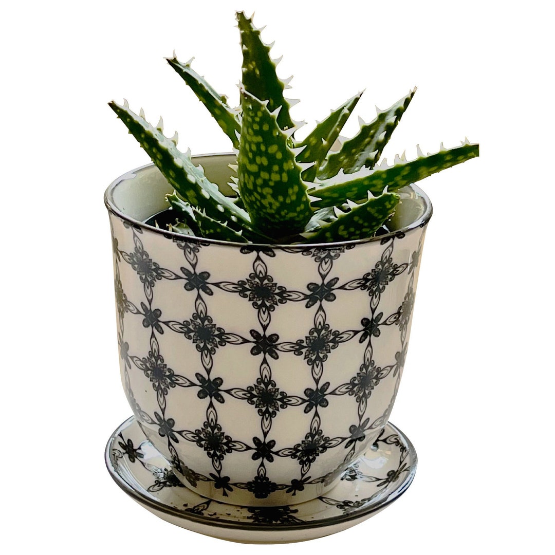 Succulent in Porcelain Black Stars Pot With Saucer - Etsy