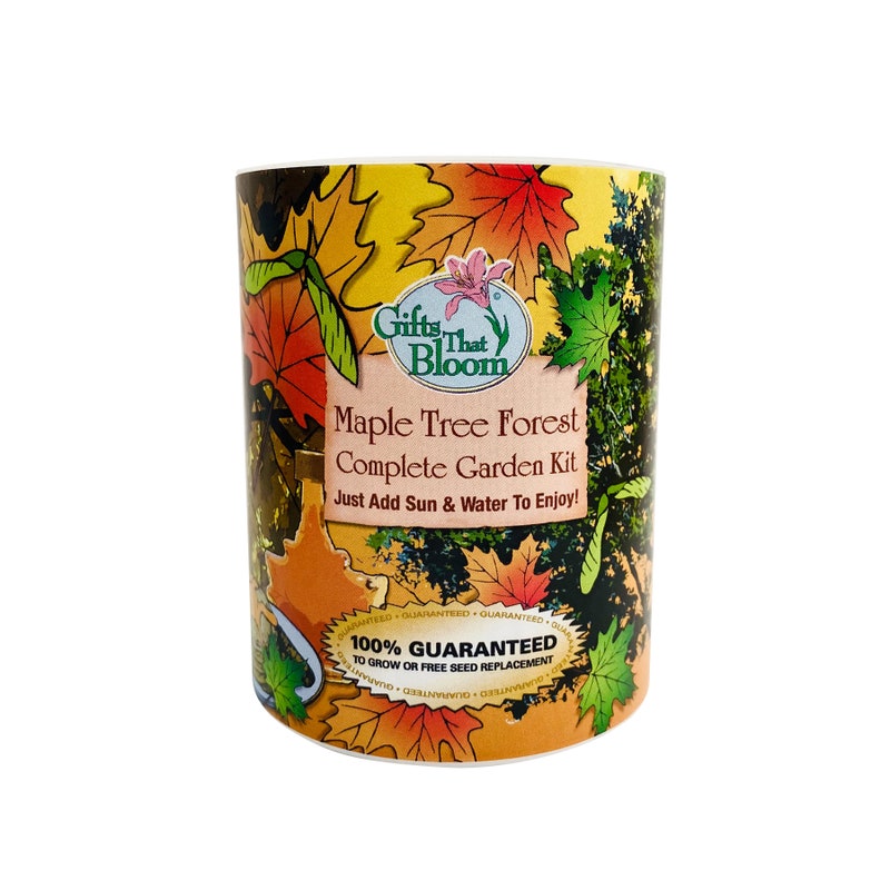 Maple Tree Seeds - Etsy