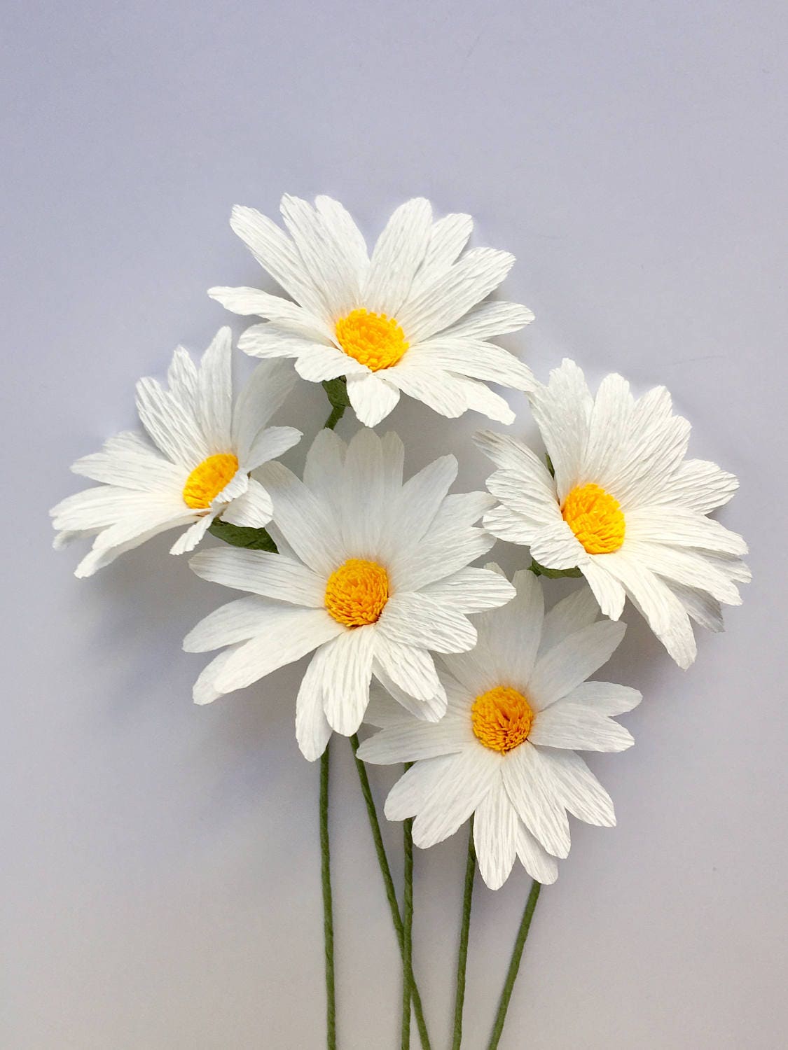 Single Daisy Flower With Stem