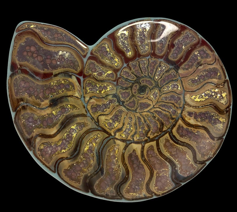 Natural Ammonite Art With Pure Silver Accents - Etsy