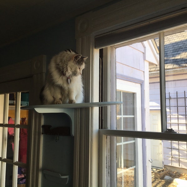 Cat Window Box - Etsy
