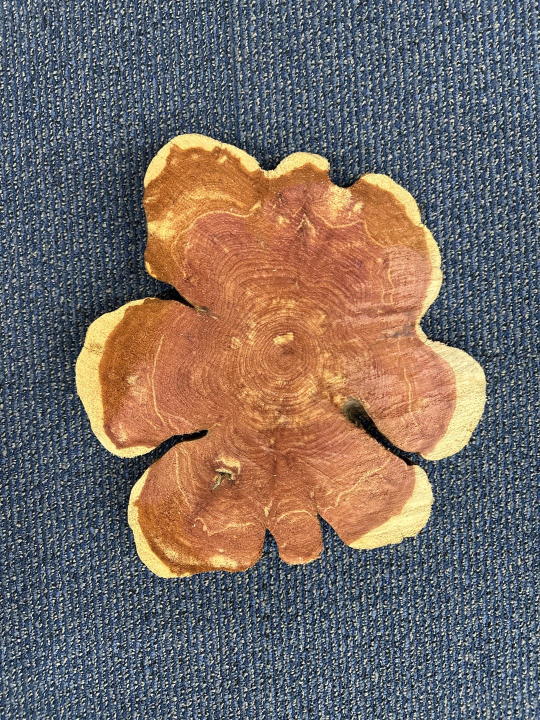 Center Cut Wood Live Edge Slab Round Crosscut Rough Cut DIY Staghorn ...