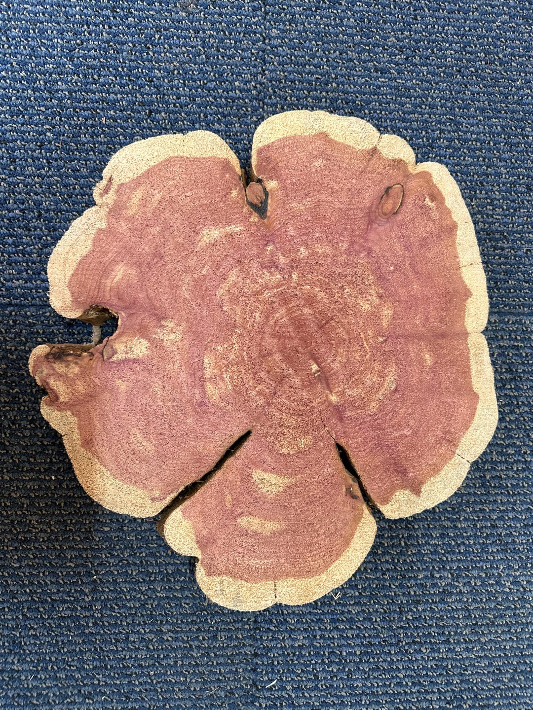 Center Cut Wood Live Edge Slab Round Crosscut Rough Cut DIY Staghorn ...