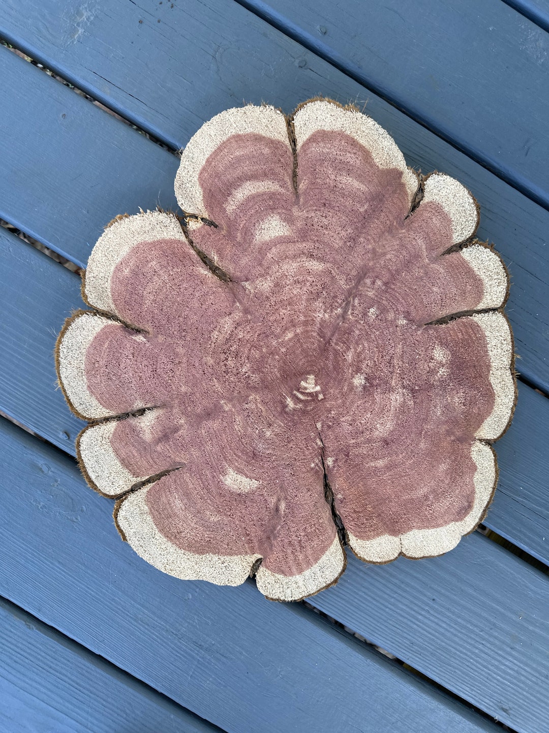 Center Cut Red Cedar Cookie Wood Live Edge Slab Round Crosscut Rough ...