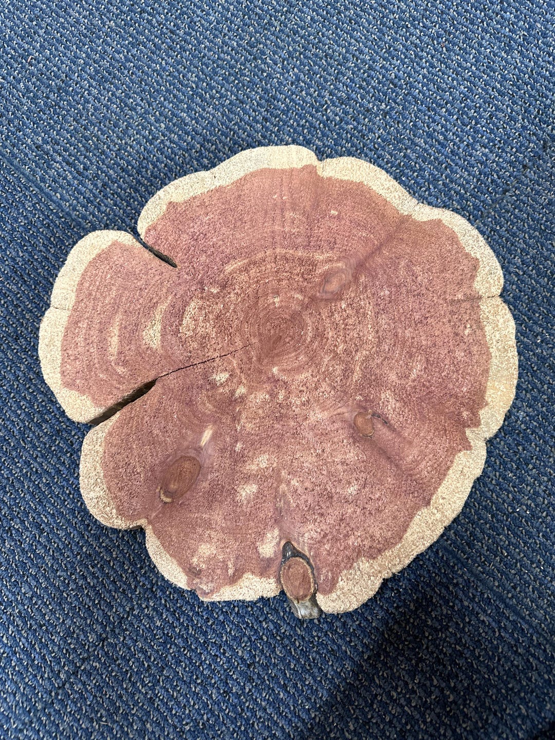 Center Cut Wood Live Edge Slab Round Crosscut Rough Cut DIY Staghorn ...