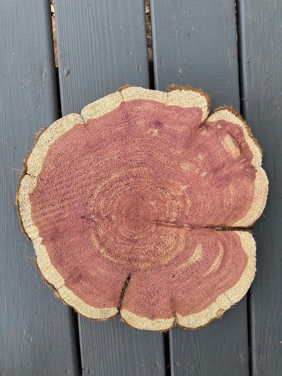 Center Cut Red Cedar Cookie Wood Live Edge Slab Round Crosscut Rough ...