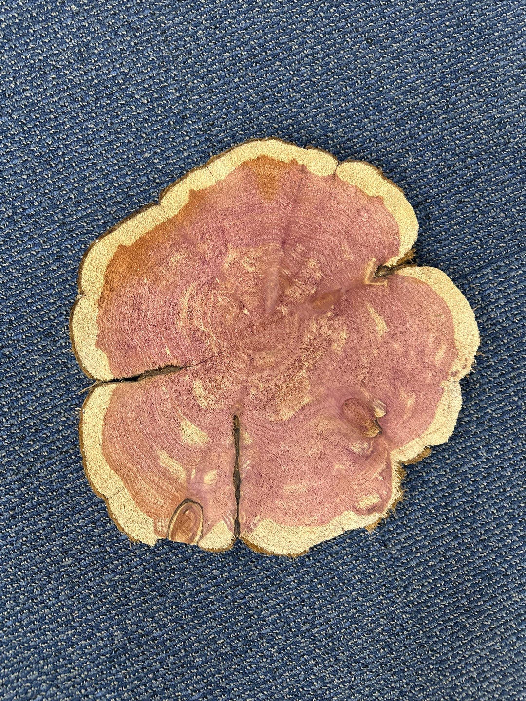 Center Cut Wood Live Edge Slab Round Crosscut Rough Cut DIY Staghorn ...